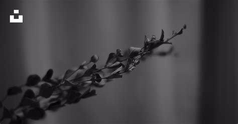 흑인과 백인 식물 줄기 사진 Unsplash의 무료 꽃 이미지