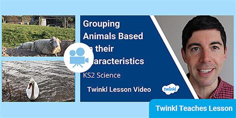 Ks2 Ages 7 11 Science Grouping Animals Based On Their