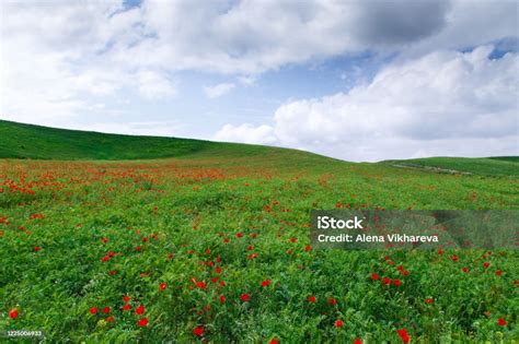 붉은 양귀비의 피는 초원 피는 양귀비 필드와 아름다운 여름 풍경 키르기스스탄 관광 및 여행 0명에 대한 스톡 사진 및 기타 이미지 Istock