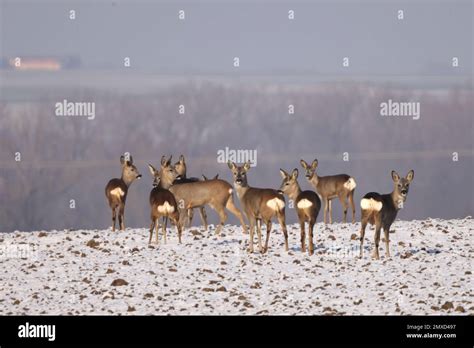 Roe Deer Roe Western Roe Deer European Roe Capreolus Capreolus