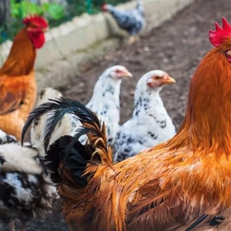 Layer Chicken Breeds