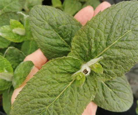 Mad About Mint Blue Balsam Mint