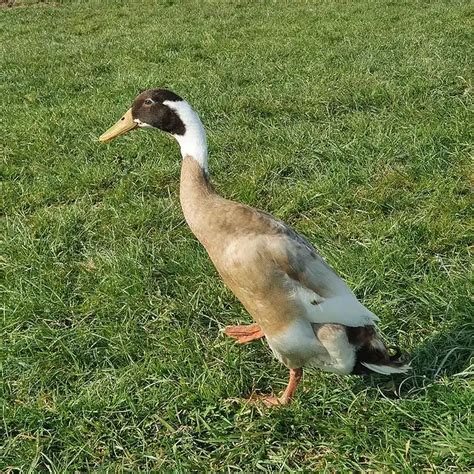 Indian Runner Duck Eric And Buzz Indian Runner Duck Bundle Suzie