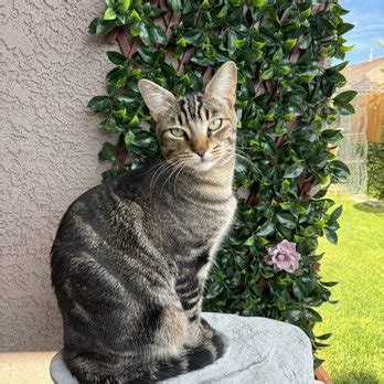 Nevada Humane Society Updated July 2026 226 Photos And 162 Reviews