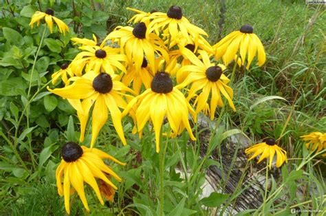 Рудбекия гибридная (Rudbeckia x hybrida ) - «Яркие солнышки в саду ...