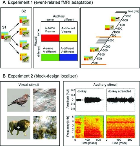 Stimuli And Experimental Designs A Experiment 1 Schematic