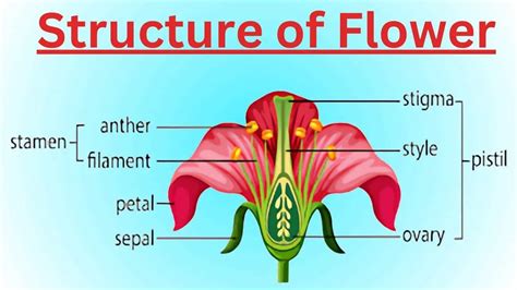 Female Reproductive Parts Of A Flower Diagram Explained