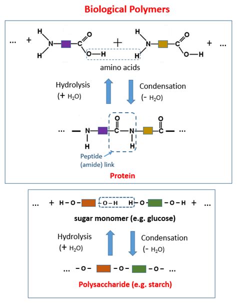 Polymers Igcse Chemistry Solutions Examples Worksheets Videos