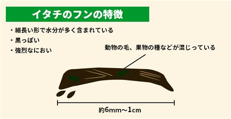 イタチのフンの特徴と正しい処理方法について解説 害獣・害虫駆除専門の害獣駆除対策センター