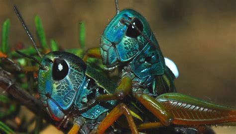 Shark Grasshopper Studies Point To Winners And Losers Of Rising Heat