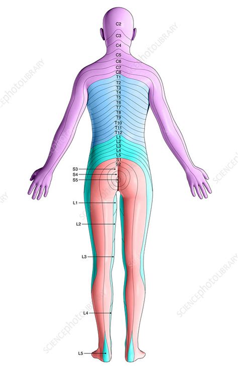 Dermatomes Posterior View Stock Image C0365305 Science Photo