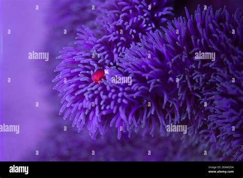 Anemone Fish With Anemonesea Anemone And Clown Fish In Marine Aquarium