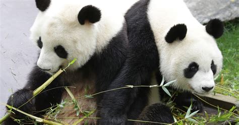 Un Acuerdo Inicia El Proceso Para Que China Envíe Pareja De Pandas A