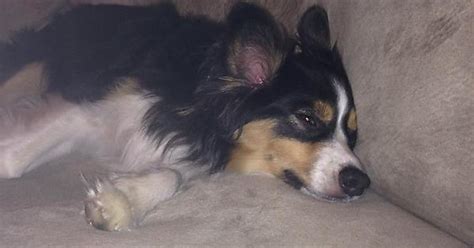 Snoozin And Treats Treats And Snoozin Imgur