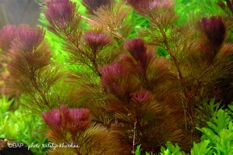 Cabomba Furcata