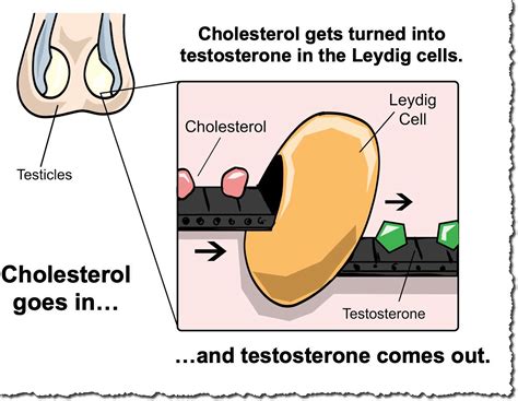 Turn Holiday Cholesterol Into Testosterone Daily Medical Discoveries