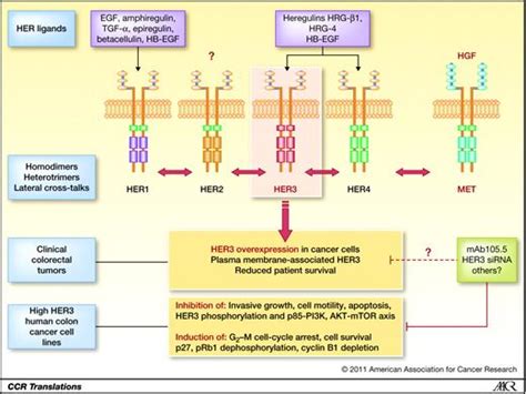Increasing Potential Of Her3 Signaling In Colon Cancer Progression And