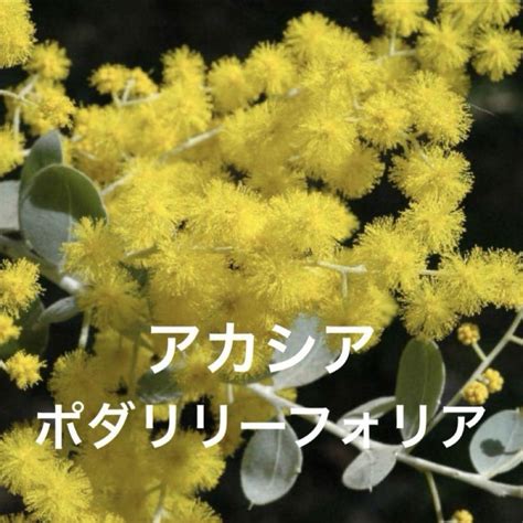② アカシア ポダリリーフォリア パールアカシア 品種ラベル付 ポットごと発送 メルカリ