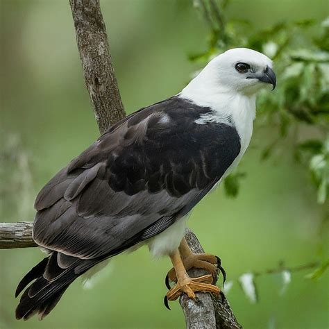 11 Amazing Hawks With White Heads With Pictures