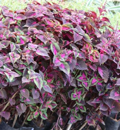 Coleus Sri Krishna Nursery