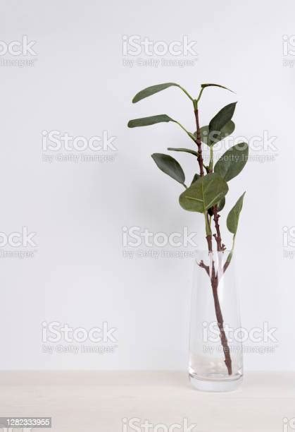 나무 흰색 책상에 미니 식물 즙이 테이블에 화분에 작은 식물과 잎 복사 공간 아무도 집에서 장식병 유리나무 질감 배경 봄과 여름 0명에 대한 스톡 사진 및 기타 이미지