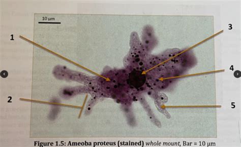 Biol 110l Lab Final Flashcards Quizlet