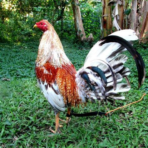 Beautiful Gamefowl Bulico Chickens Biggest Rooster Breed Golden