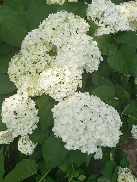 Hydrangea Worms Of Destruction Rgardening
