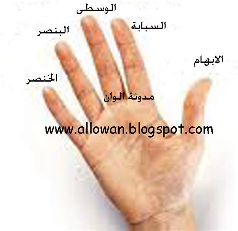 اسماء أصابع اليد