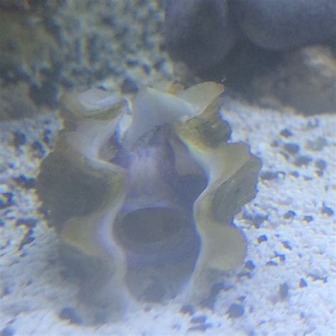 Help Maxima Clam Gaping Reef2reef