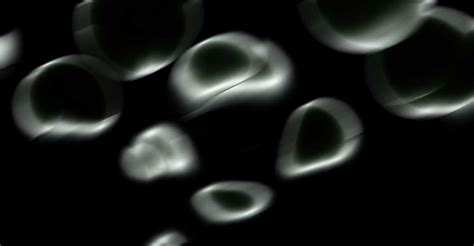 Odoribacter Sp Af21 41 Características Usos Y Beneficios Salud Y