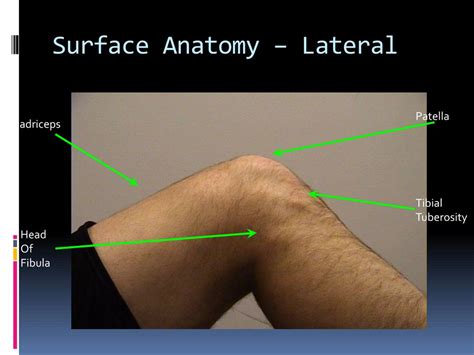 Tibial Tuberosity Surface Anatomy