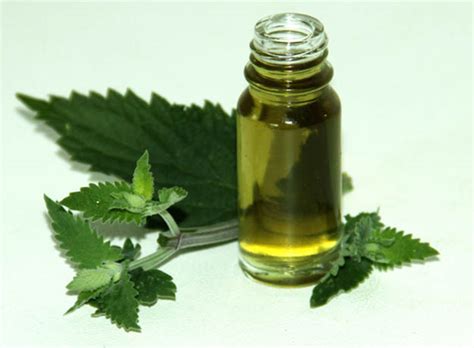 The Healing Properties Of Catnip Tea Survival Fitness