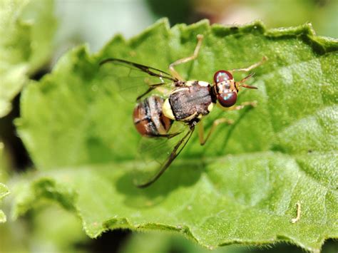 Bactrocera Dorsalis