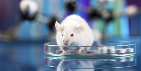 Stanford Researchers Discover Anti Aging Enzyme And Drug Candidate