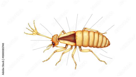 Visual Guide The Anatomy Of An Arthropod Showing Segments Exoskeleton