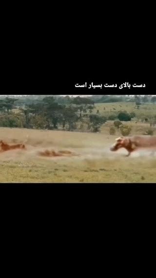 ‎مصطفی فقیهی‎ ‎مصطفی فقیهی‎ Instagram