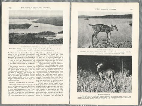 1929 Allagash River Magazine Article Maine Canoeing Wildlife Ebay