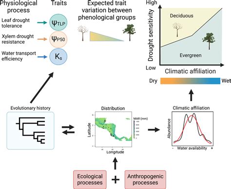 A Framework Describing The Variation Of Plant Hydraulic Trait Values In