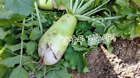 가을 김장무 심는시기 김장무우 파종시기 심기 키우기 방법 수확시기 뽑는시기 네이버 블로그 가을 김장무 심는시기 김장무우 파종시기 심기 키우기 방법 수확시기 뽑는시기 네이버 블로그