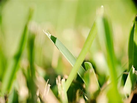 Why Is My St Augustine Grass Turning Yellow And Dying At Amy Dieter Blog