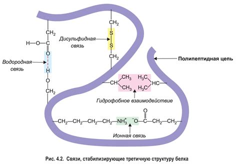 § 4. Структура и свойства белков: Уровни структурной организации ...