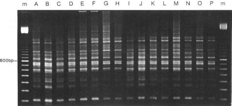 Reproducibility Of Lp Rapd Between Replicate Dna Samples And Between