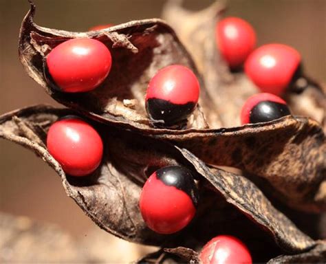 Abrus Precatorius Linn Ghongchi