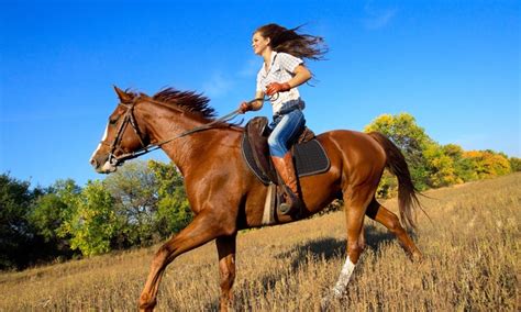 Mustang Horse Breed Information History Videos Pictures