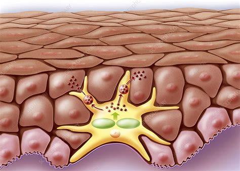 Melanocyte Stock Image C0152478 Science Photo Library