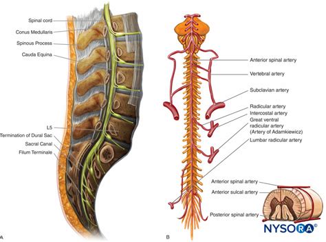 Vertebrae Anatomy Spinal Cord