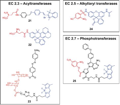 Figure 1 From Enzyme Activated Fluorogenic Probes For Live Cell And In