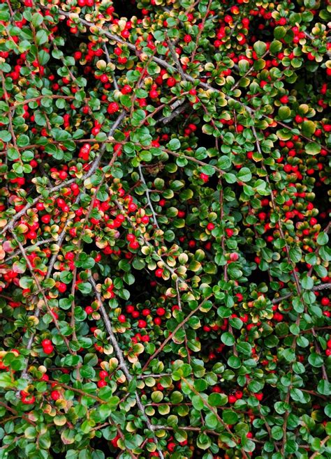 Cotoneaster Horizontalis
