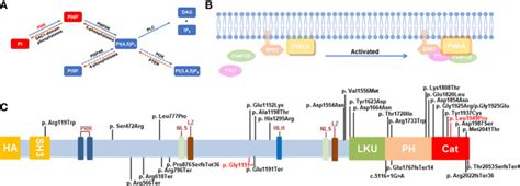 A Synonymous Mutation In Pi4ka Impacts The Transcription And